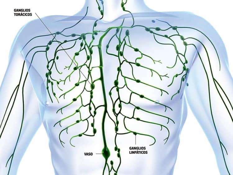 Ganglios inflamados: causas, síntomas y cuándo acudir al médico - eSalud